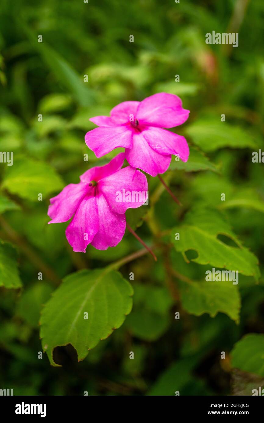 Balsam family hi-res stock photography and images - Alamy