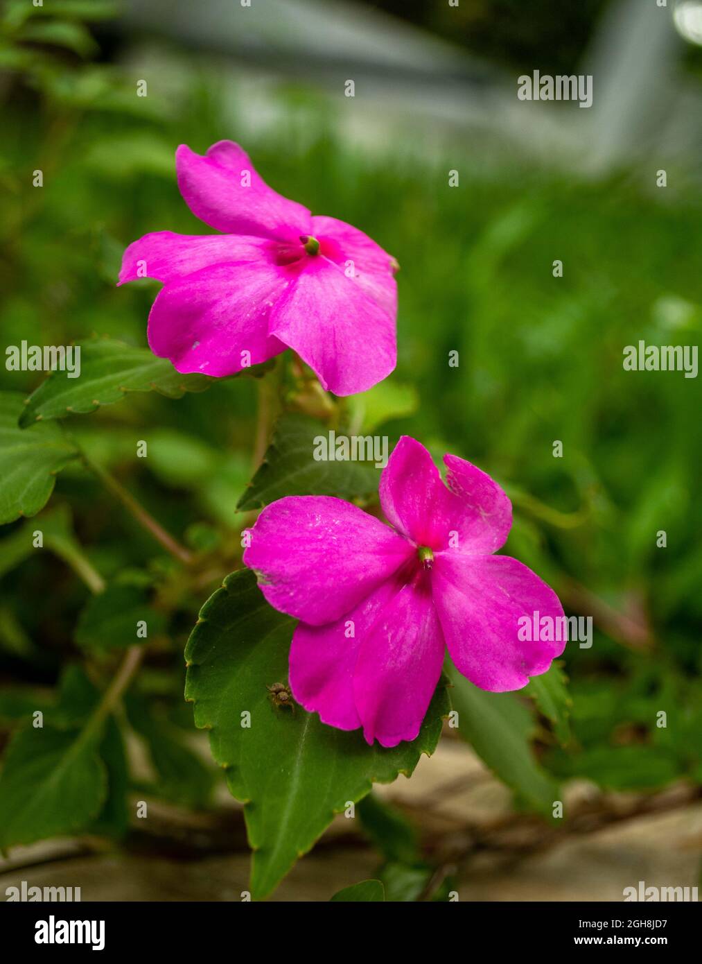 Red balsam hi-res stock photography and images - Alamy