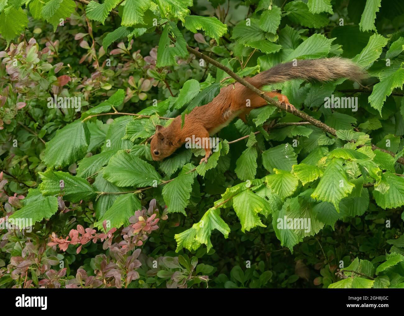 Red squirrel (Sciurus vulgaris), search for nuts on a Hazel (Corylus ...