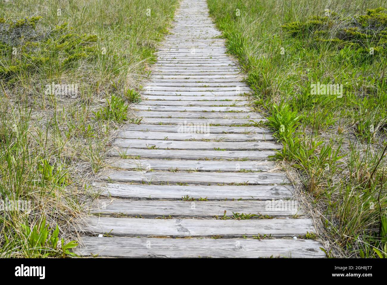 Wooden Boardwalk hiking trail path through the marsh and waterfront ...
