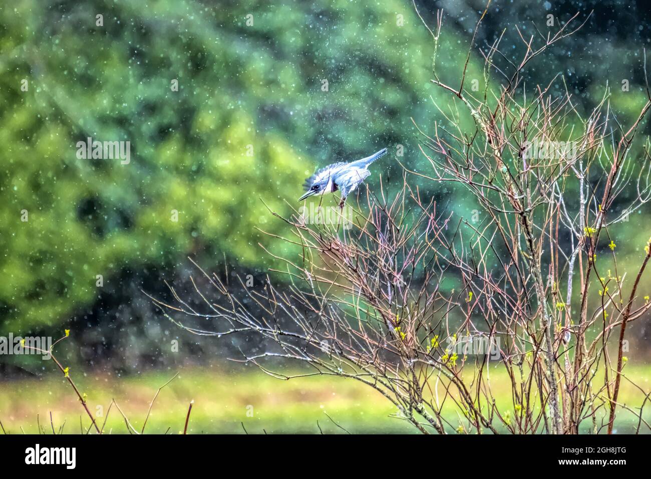Small bird flying near the trees with a blurred background Stock Photo ...