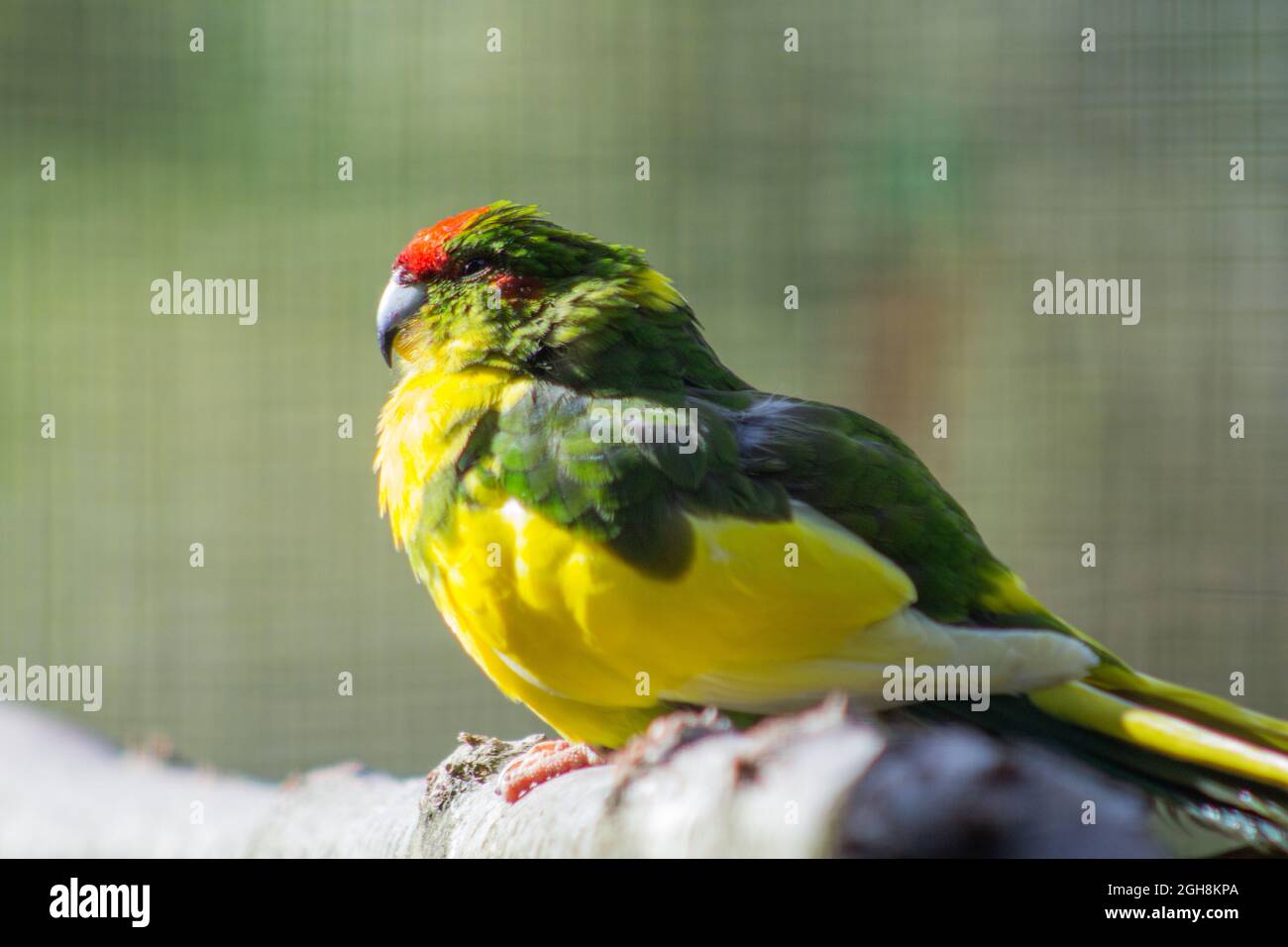 Exotic color bird hi-res stock photography and images - Alamy