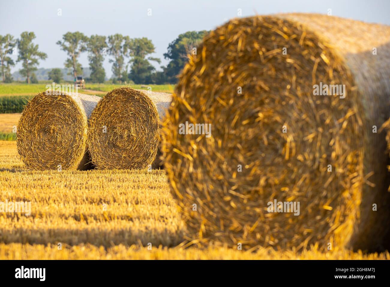 Straw bales in a freshly mowed field. Good lighting conditions, Made in ...