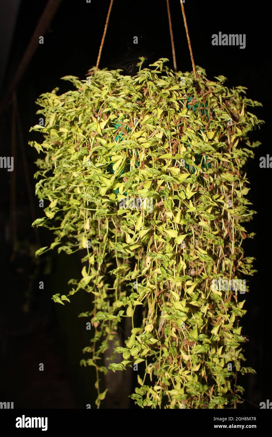 Plant roselings hi-res stock photography and images - Alamy