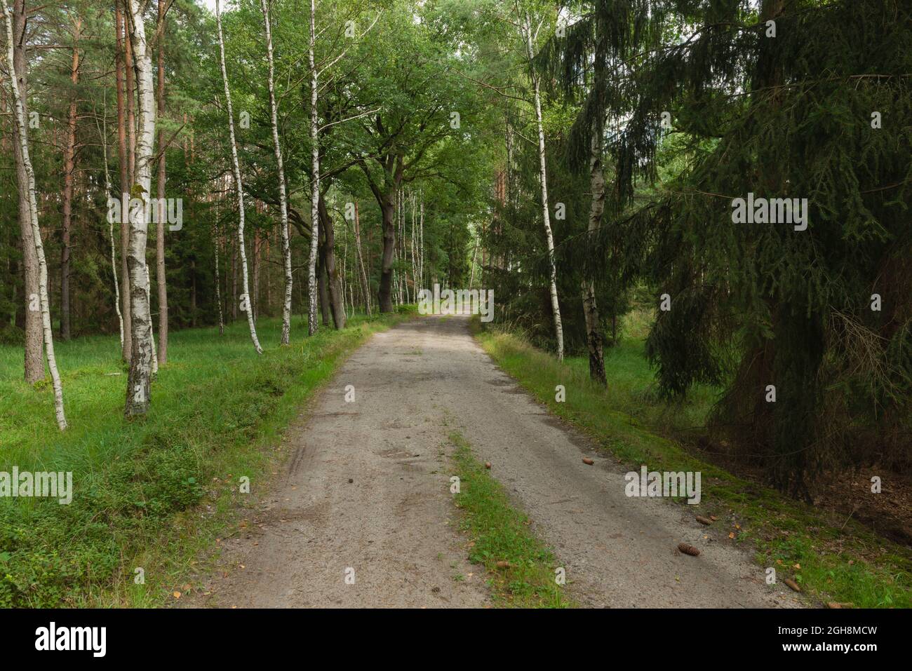 Roadside forest hi-res stock photography and images - Alamy