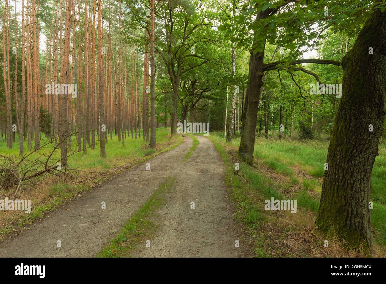 Roadside forest hi-res stock photography and images - Alamy