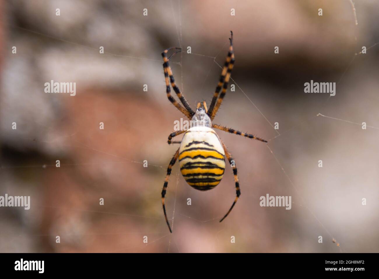 Tiger spider hi-res stock photography and images - Alamy