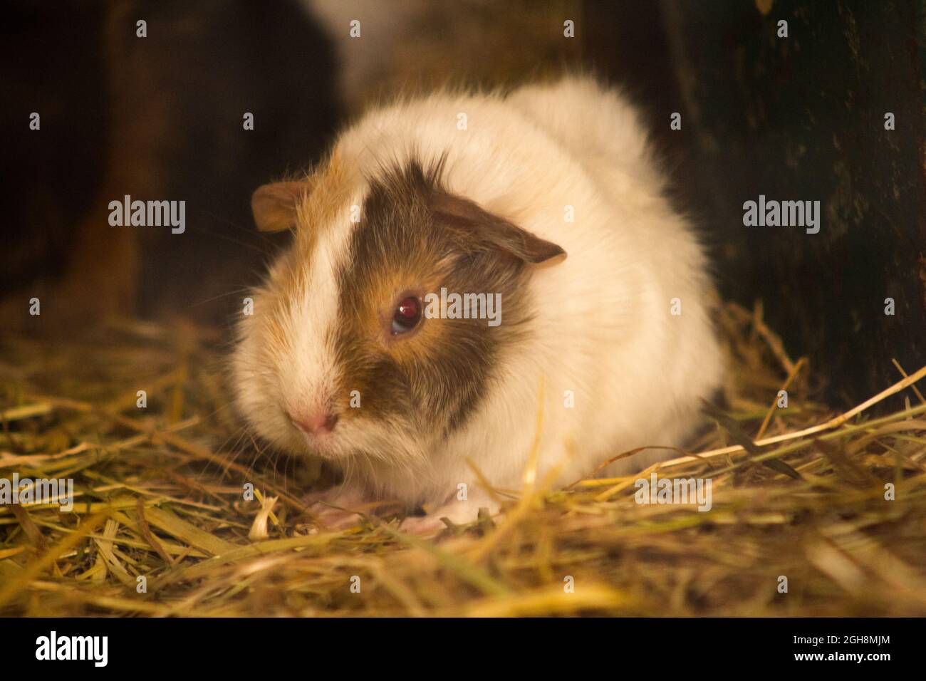 Close up guinea pig sitting hi-res stock photography and images - Alamy