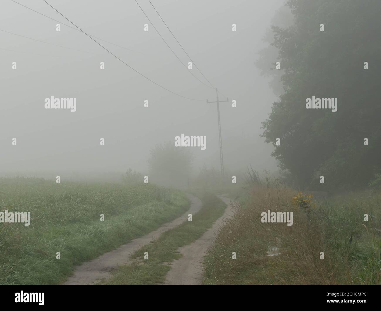 Flat, vast terrain. Fields and meadows. A dense layer of morning fog ...