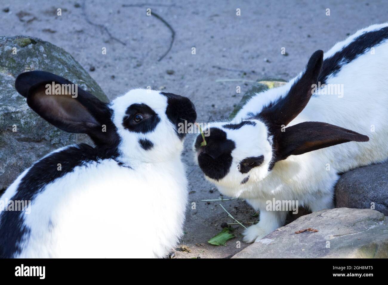 Hare lettuce hi-res stock photography and images - Alamy