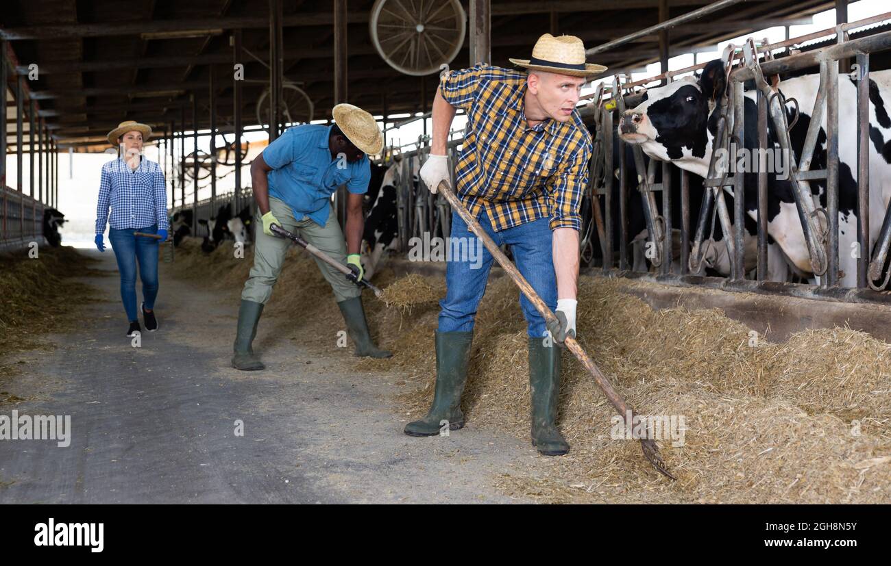 Group of multinational farm workers feeding hay to cows on a large farm ...