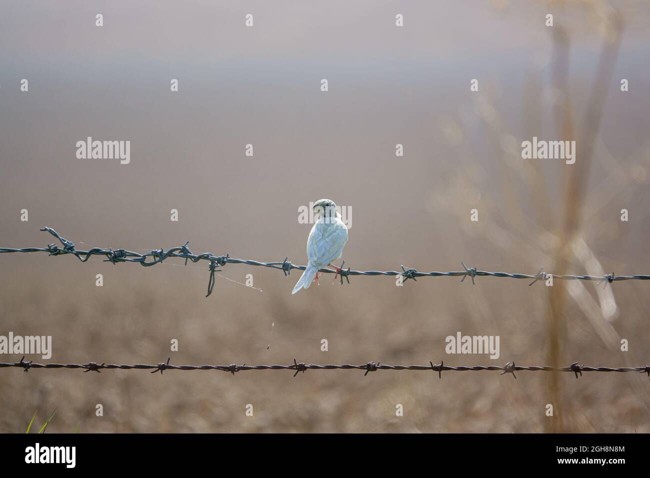a very unusual corn bunting (Emberiza calandra) with white plumage ...