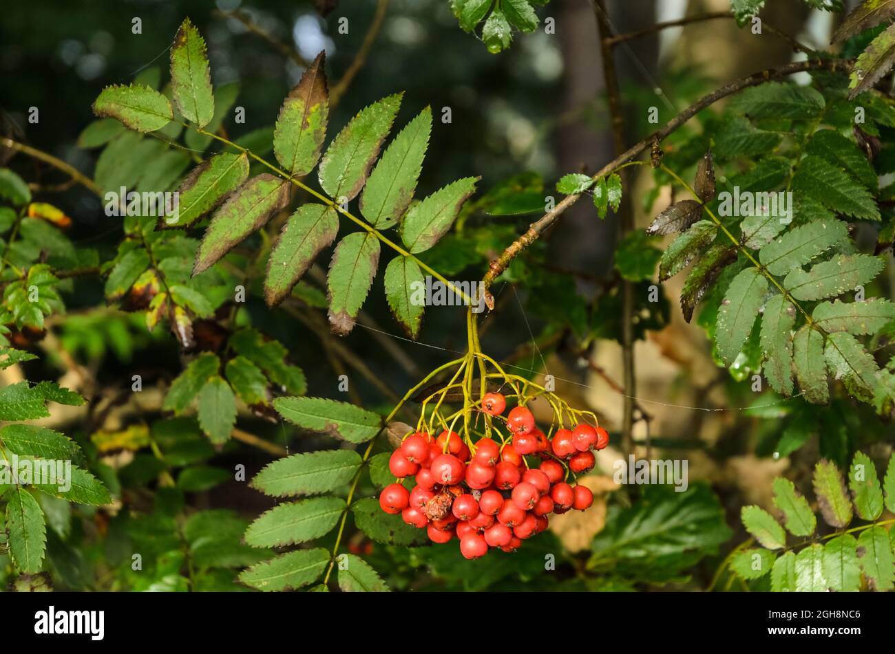 Sorbus aucuparia, known as rowan or mountain-ash shrub with red and ...