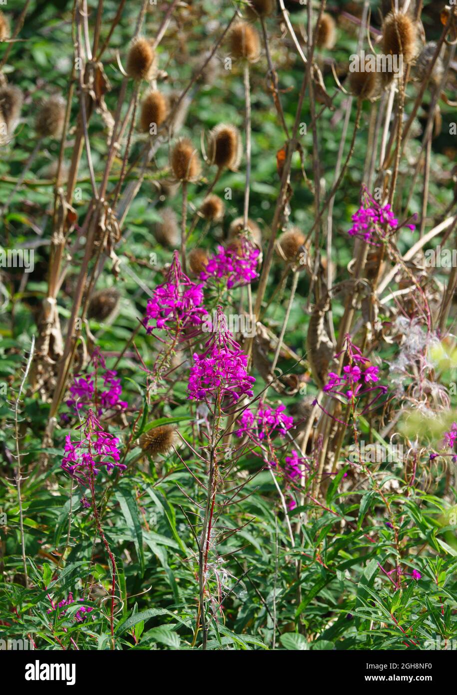 Pink purple flowers of Fireweed (Chamaenerion angustifolium) also known as Rosebay willowherb ...