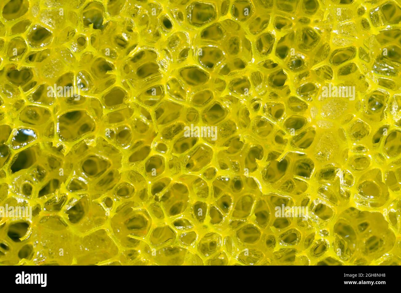 Plant cell microscope illustration hi-res stock photography and images ...