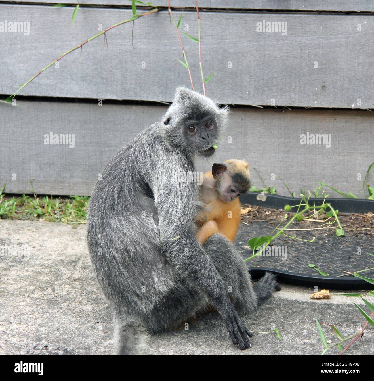 Brunei monkey hi-res stock photography and images - Alamy