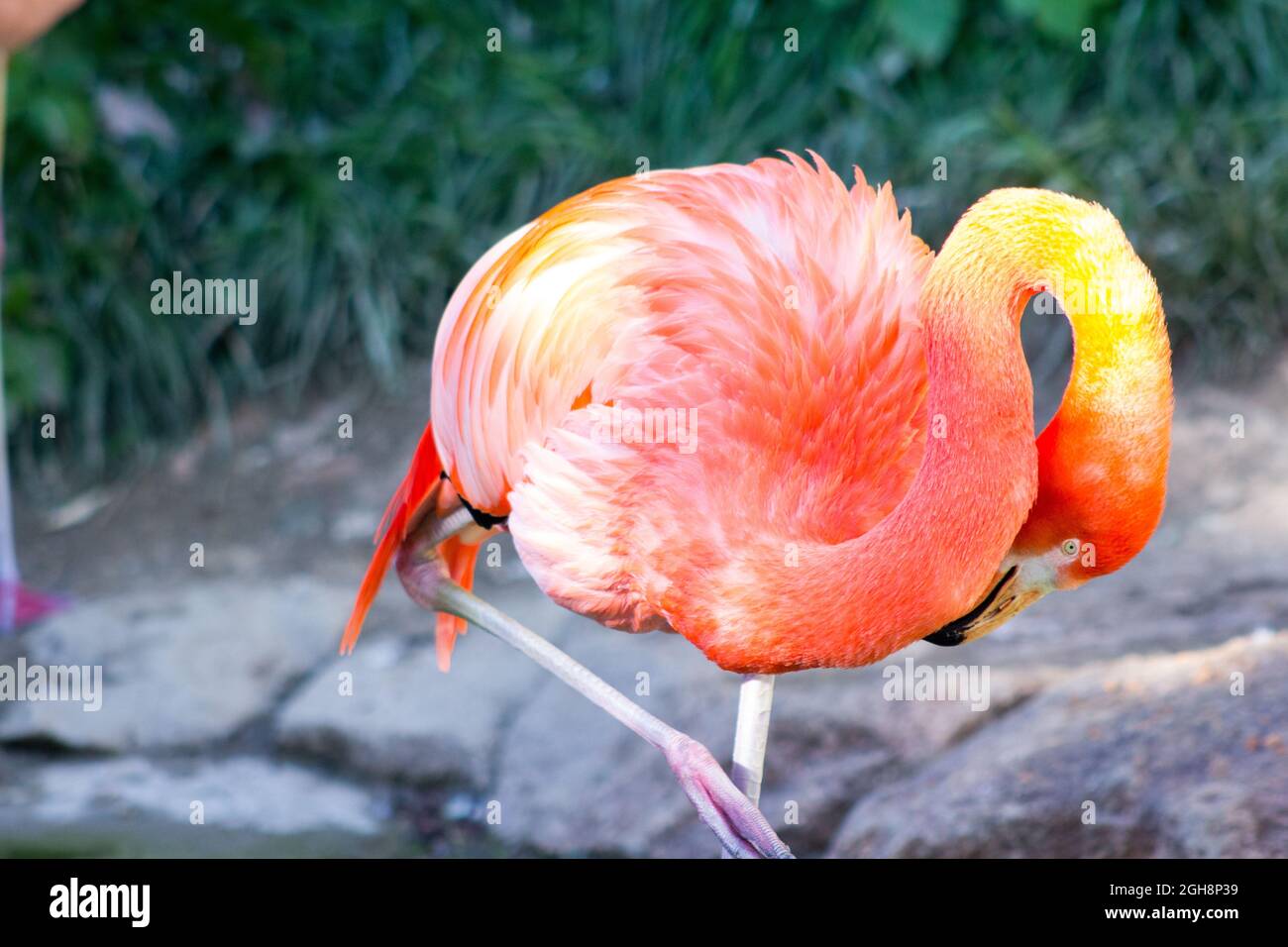 Sleeping flamingo on one leg Stock Photo - Alamy