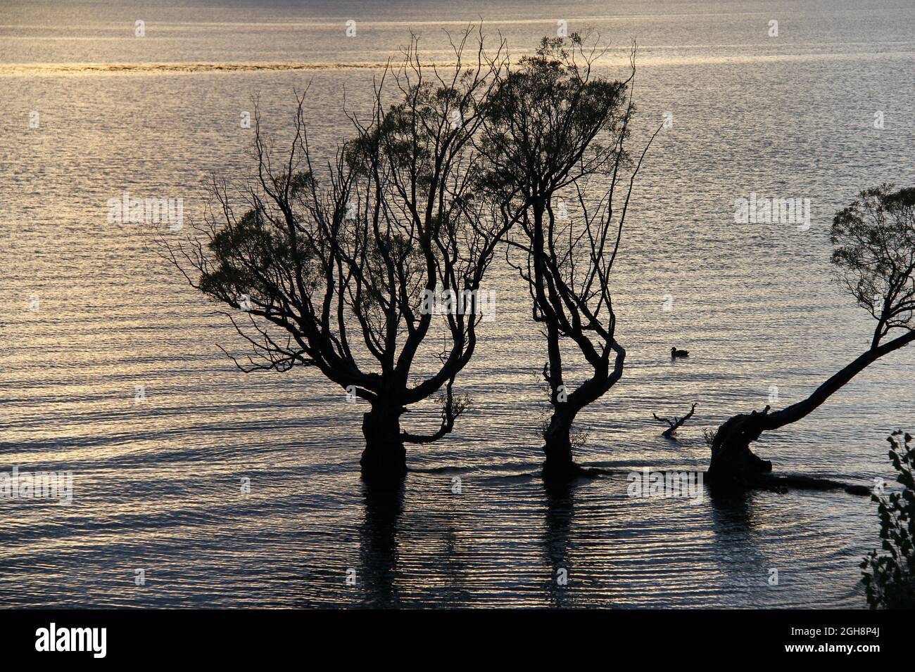 Tree in a lake Stock Photo - Alamy