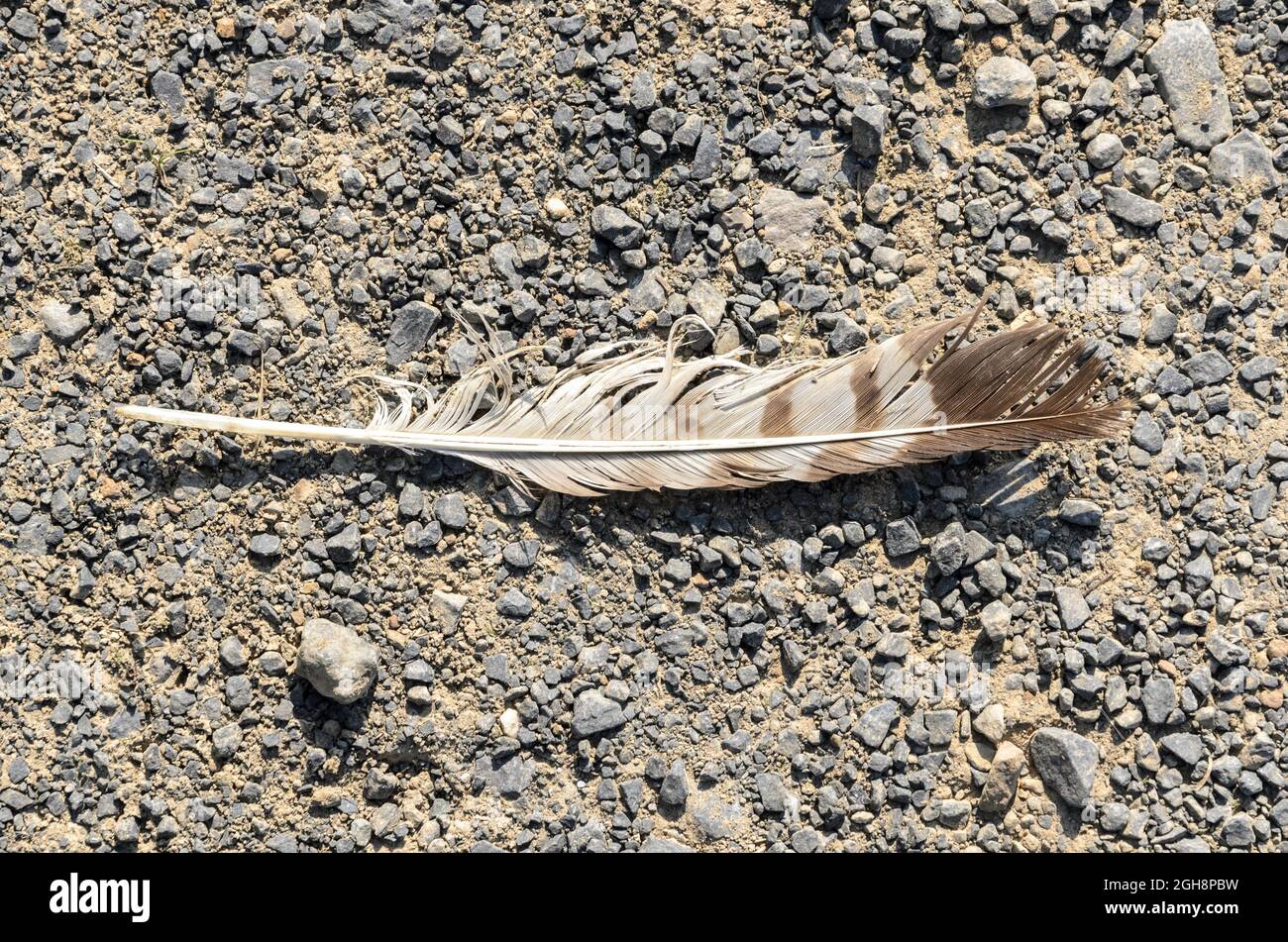 Birds from above hi-res stock photography and images - Alamy