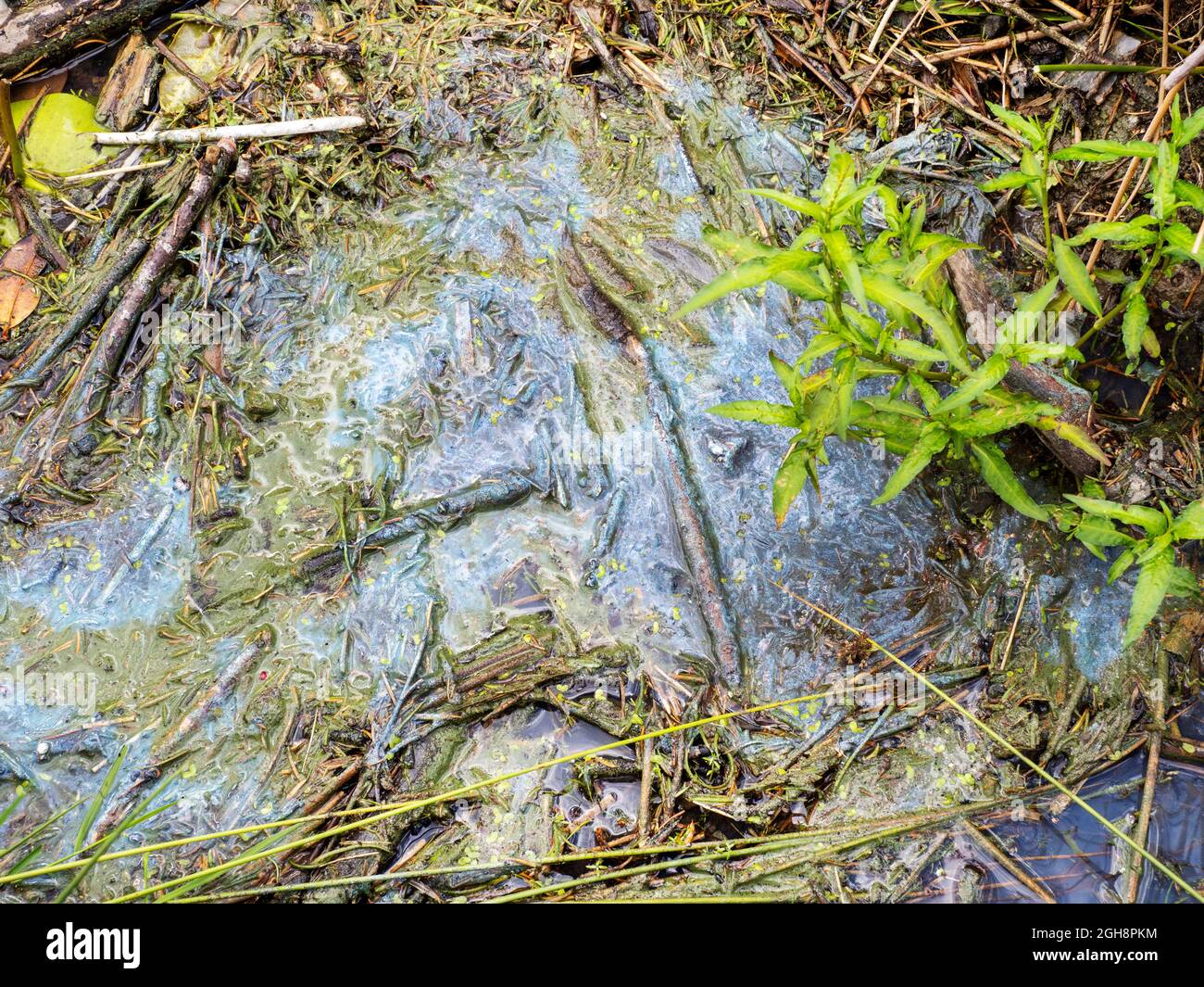 Blue Green Algae on the edge of Lake Windermere, Ambleside, Lake ...