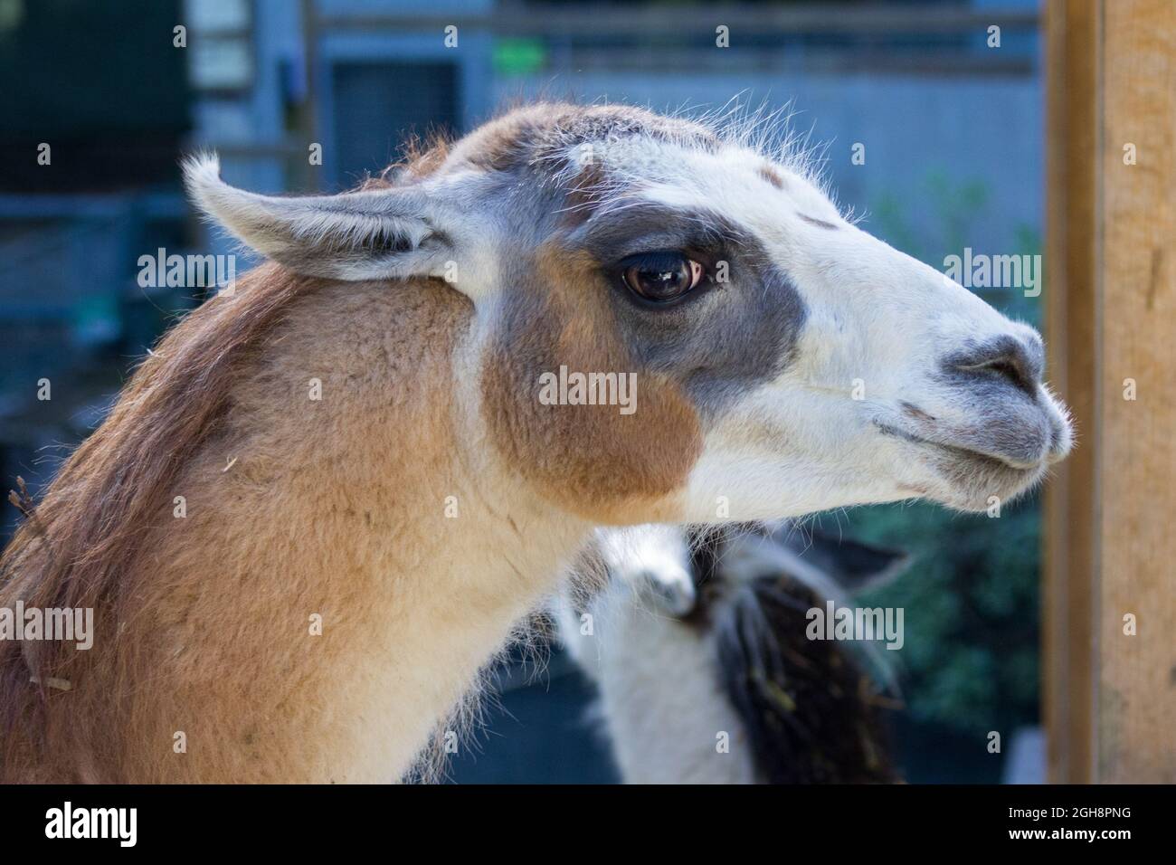 Close up portrait of cute llama Stock Photo - Alamy