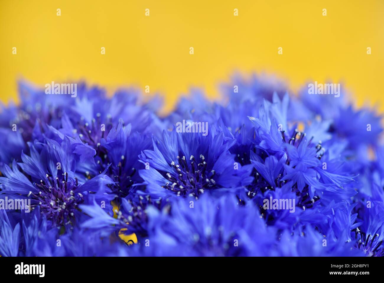 Cornflower yellow color hi-res stock photography and images - Alamy