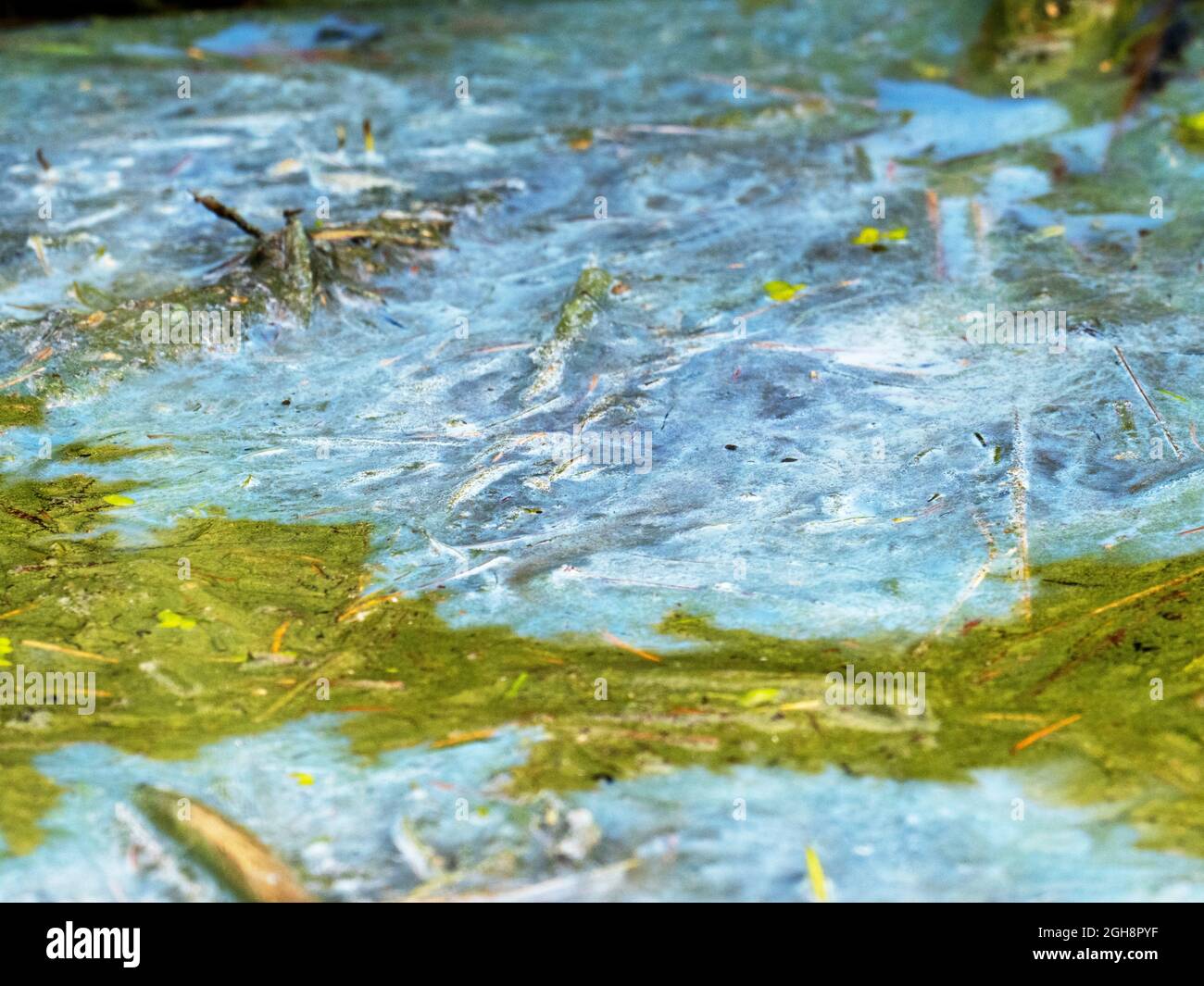 Blue Green Algae on the edge of Lake Windermere, Ambleside, Lake ...