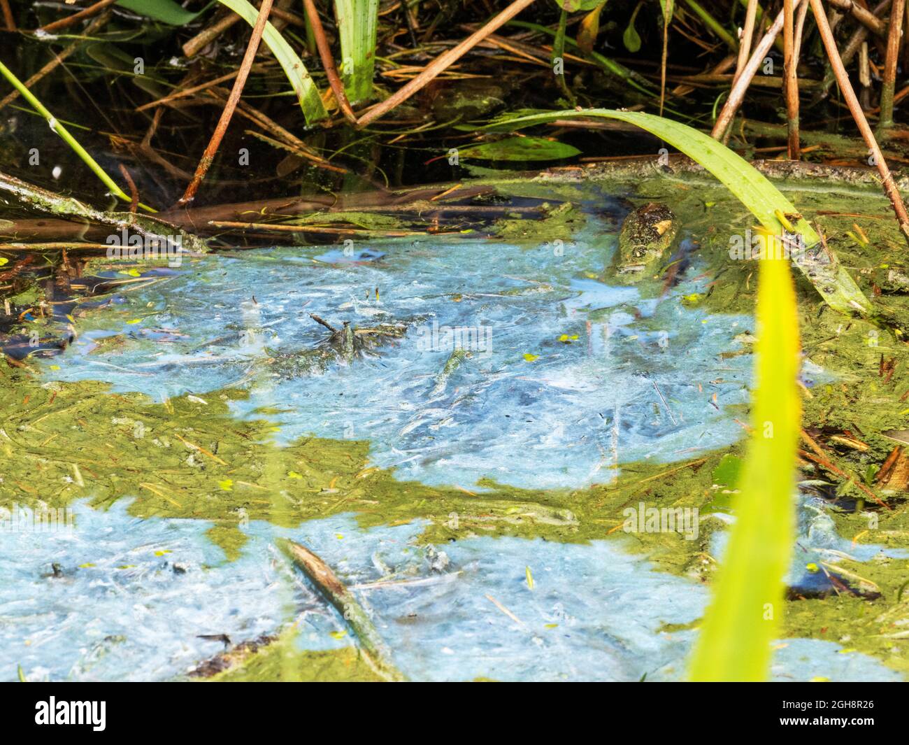 Blue Green Algae on the edge of Lake Windermere, Ambleside, Lake ...