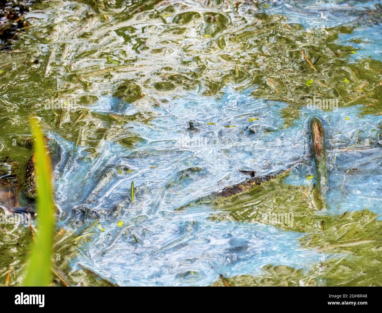 Blue Green Algae on the edge of Lake Windermere, Ambleside, Lake ...