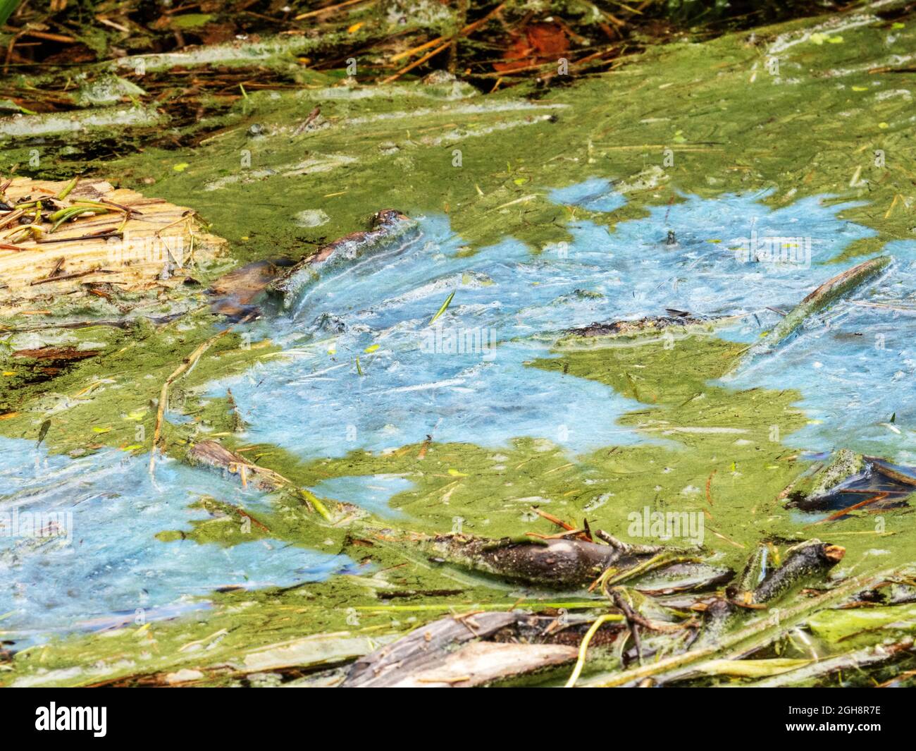 Blue Green Algae on the edge of Lake Windermere, Ambleside, Lake ...