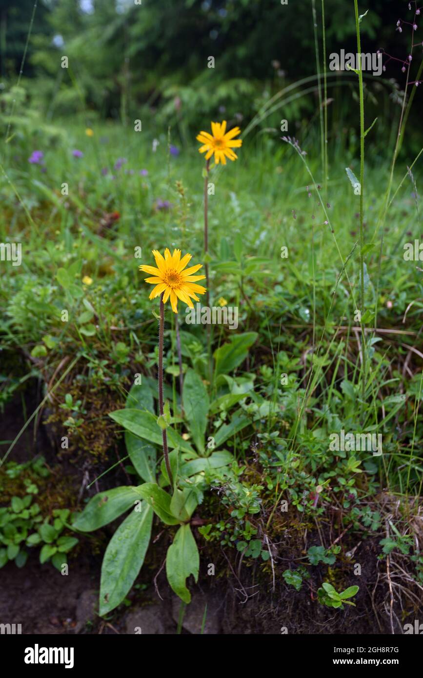 Arnica flowers (Arnica montana) on natural background. Medicinal plants ...