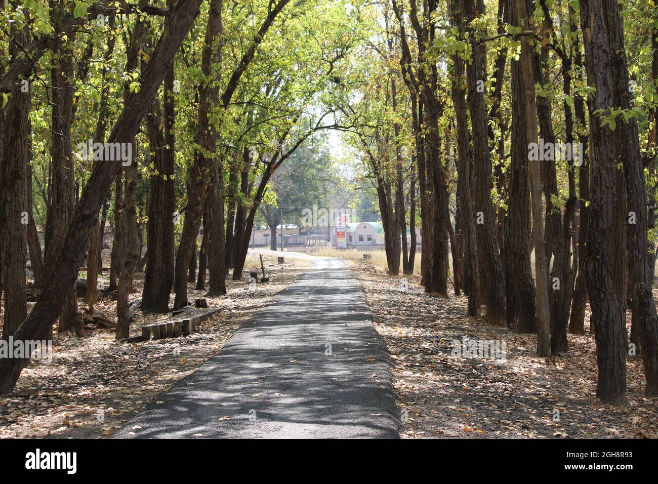 Beautiful road with trees Stock Photo - Alamy