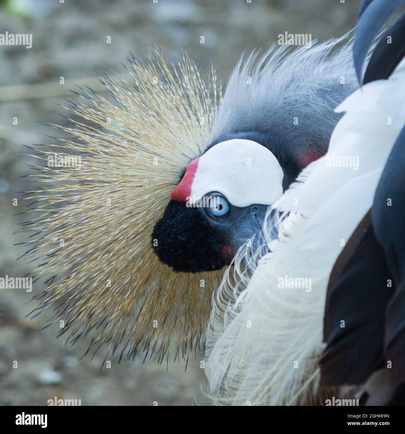 Exotic bird species hi-res stock photography and images - Alamy