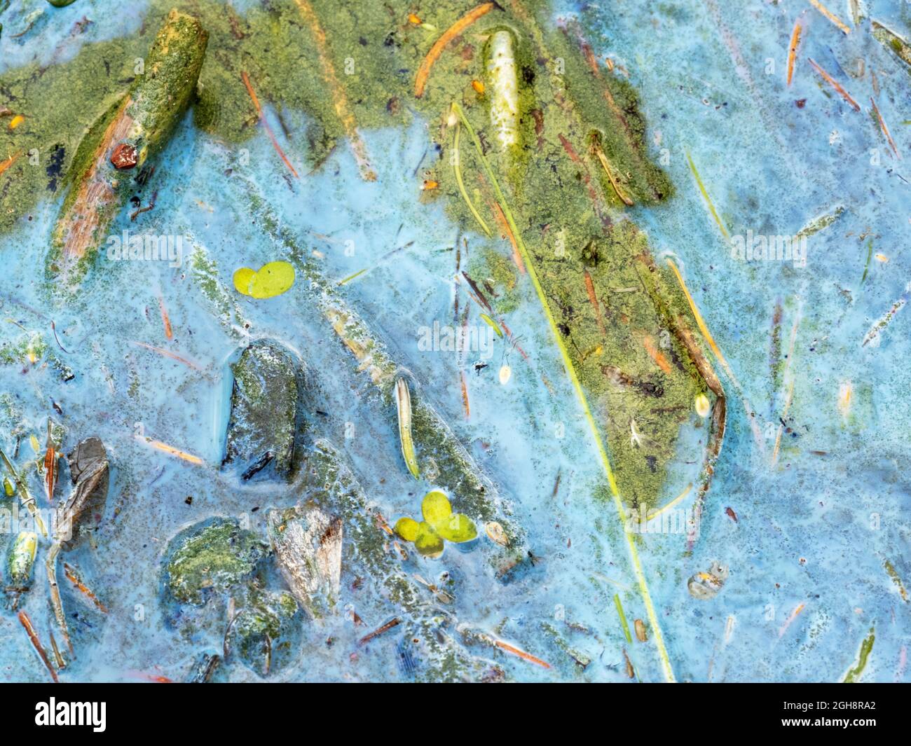 Blue Green Algae on the edge of Lake Windermere, Ambleside, Lake ...