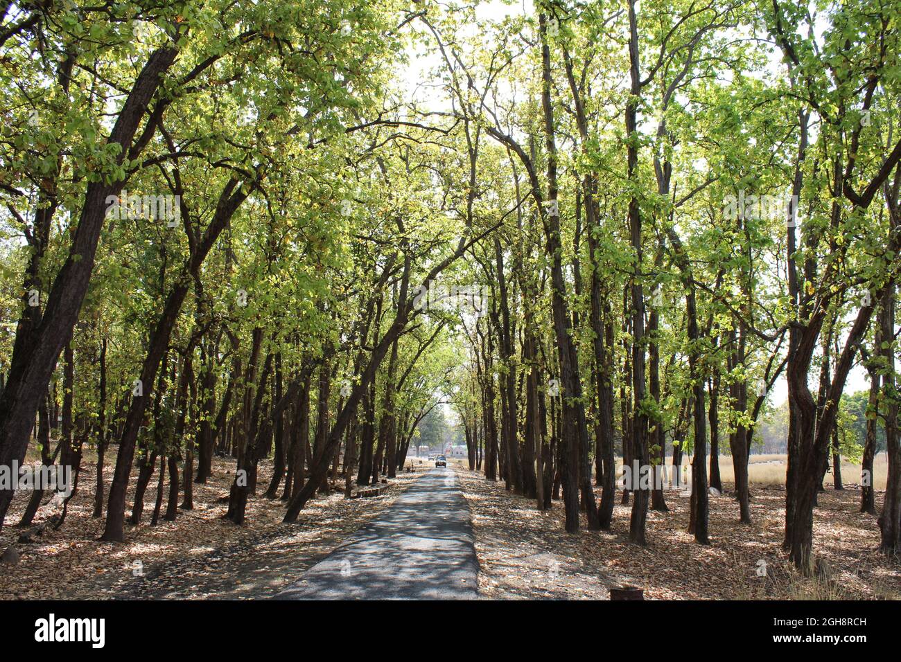 Beautiful road with trees Stock Photo - Alamy