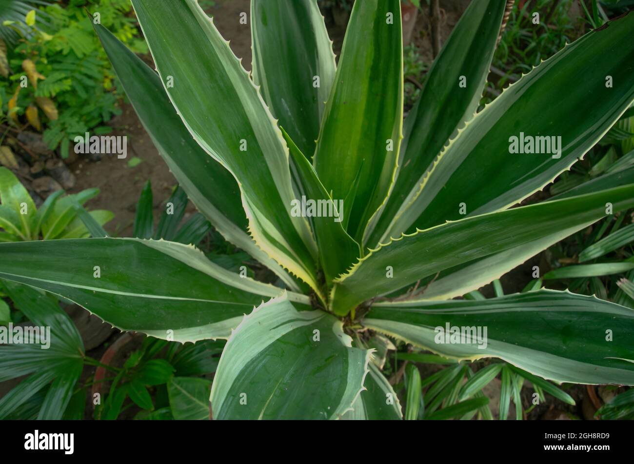 Selective focus on AGAVE AMERICANA in the park in morning sun light ...