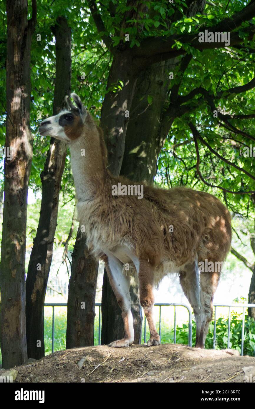 Argentina llama hi-res stock photography and images - Alamy