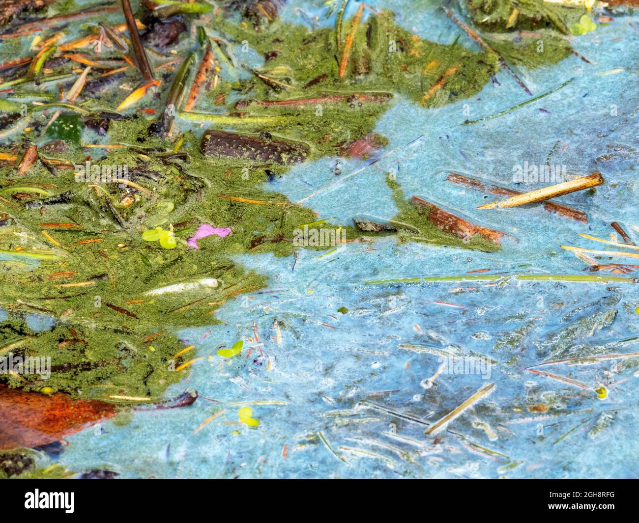 Blue Green Algae on the edge of Lake Windermere, Ambleside, Lake ...