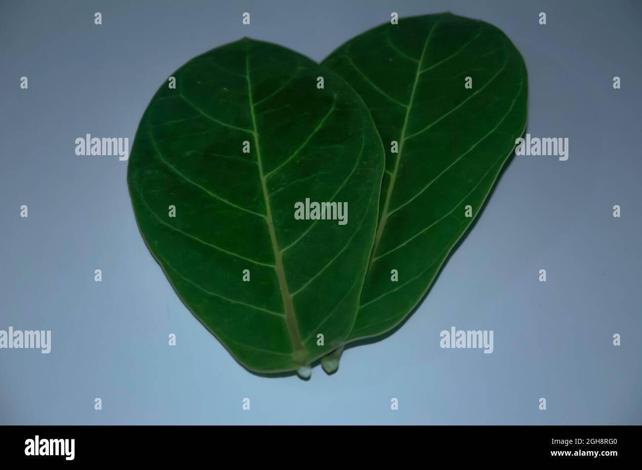 Selective focus on BANYAN TREE LEAVES isolated on white background ...