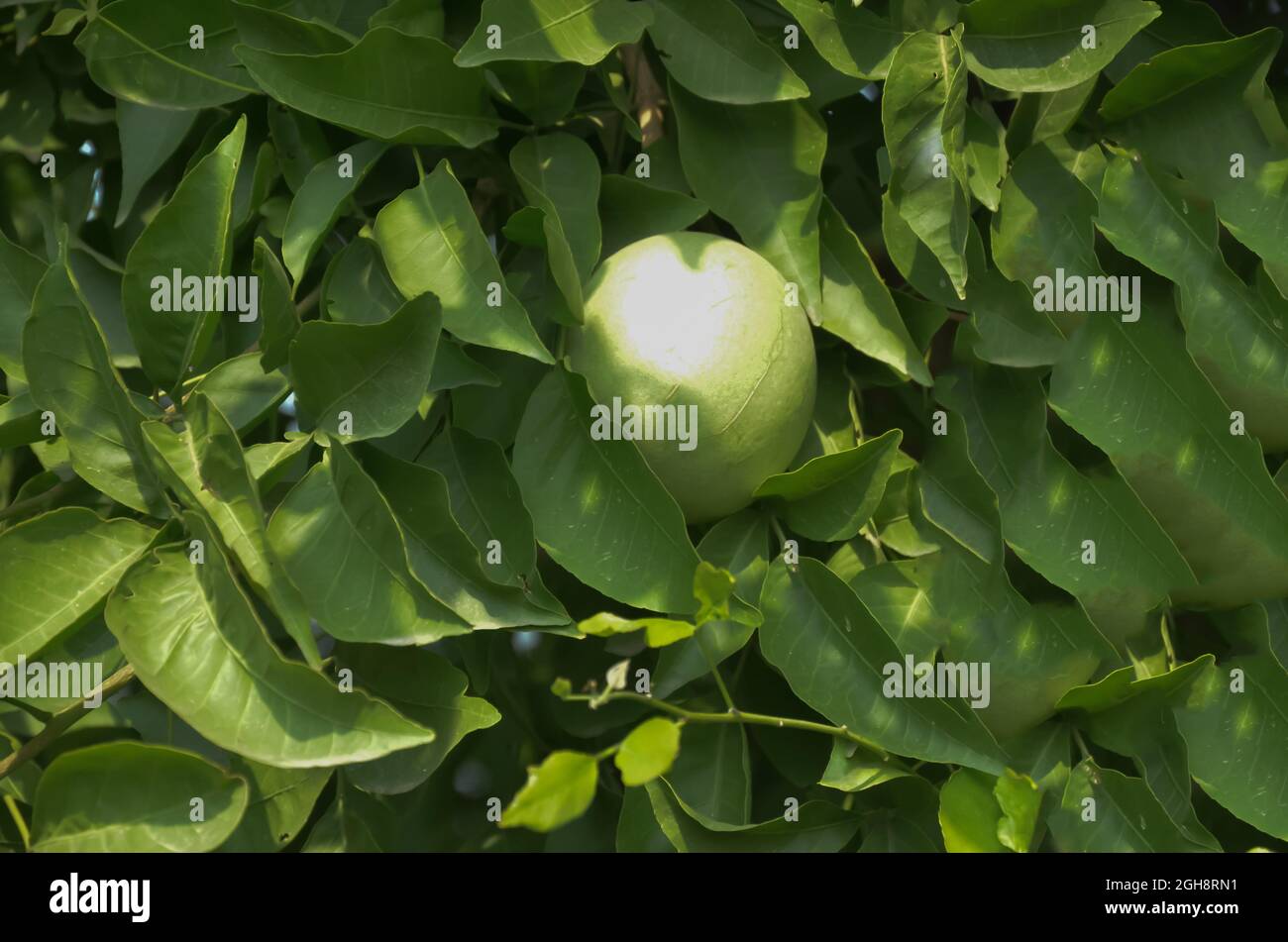 Selective focus on BELL TREE BRANCH with fruit and green leaves in the ...