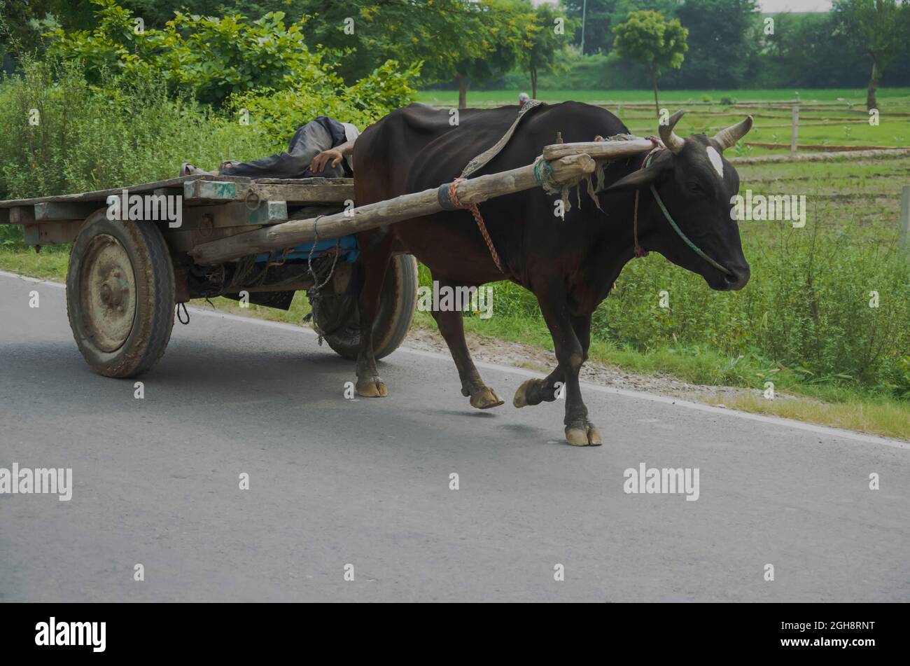 Selective focus on BULLOCK CART on the road. Village life Stock Photo ...