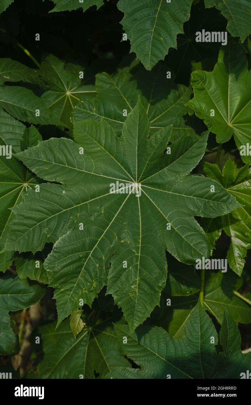 Selective focus on green CASTOR TREE's leaves in the garden Stock Photo ...