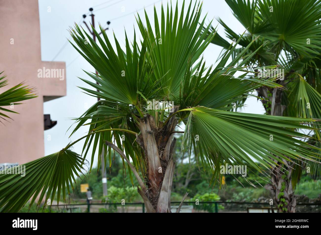 SELECTIVE FOCUS ON COPERNICIA PLANT TREE WITH GREEN LEAVES WITH BLUR ...