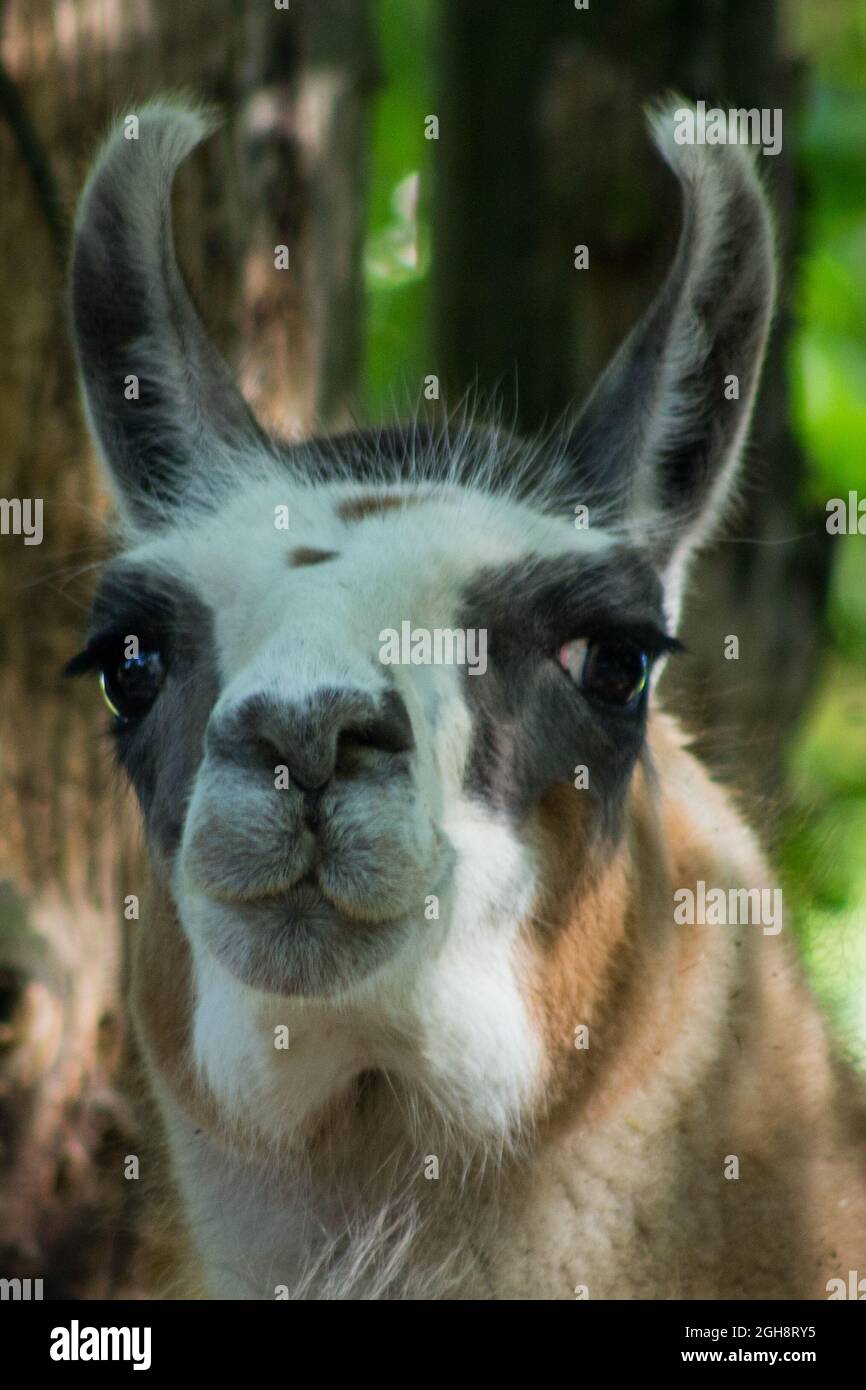 Llama face close up hi-res stock photography and images - Alamy