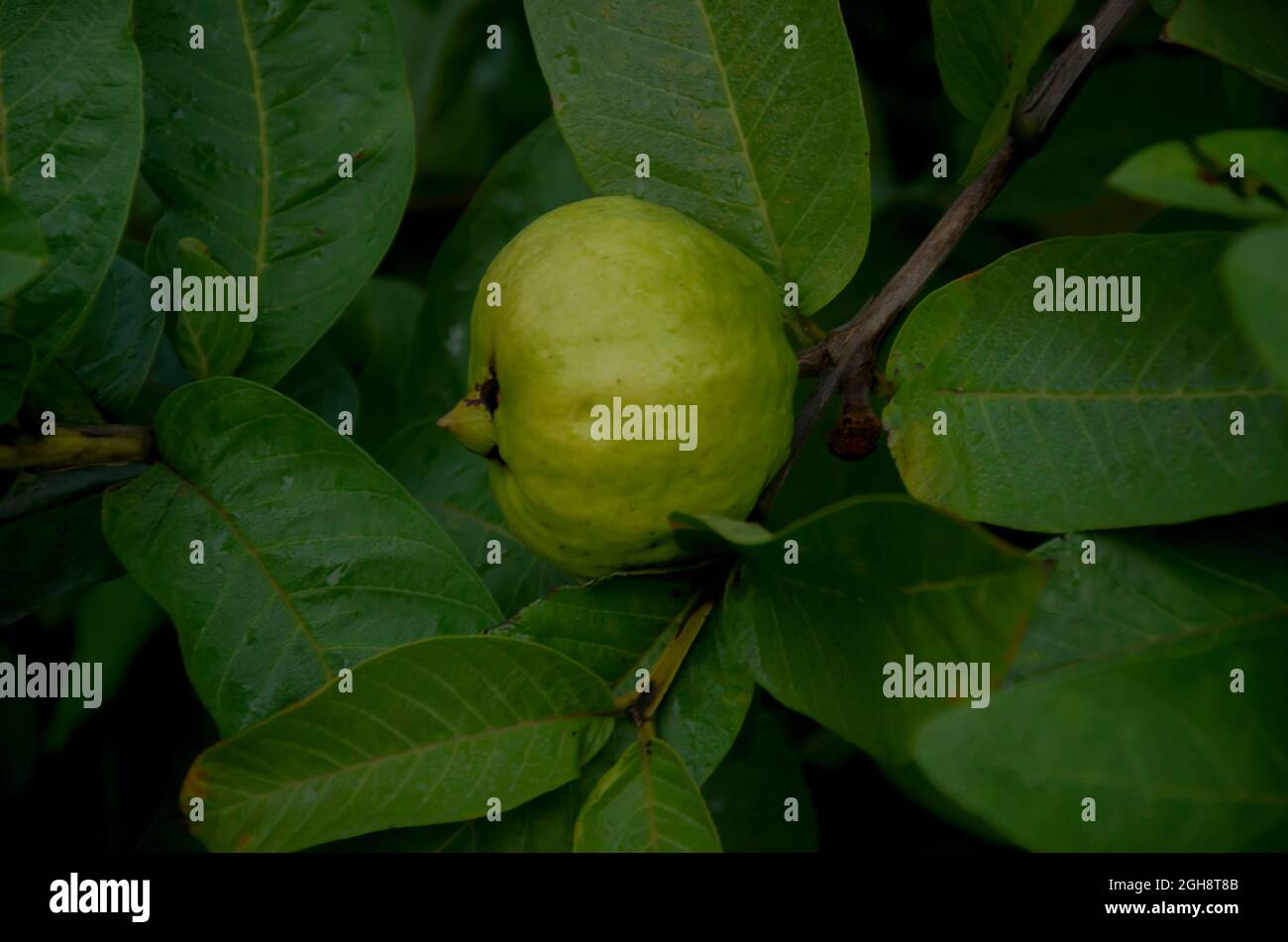 SELECTIVE FOCUS ON GREEN GUAVA TREE BRANCH WITH HANGING FRUITS AND ...