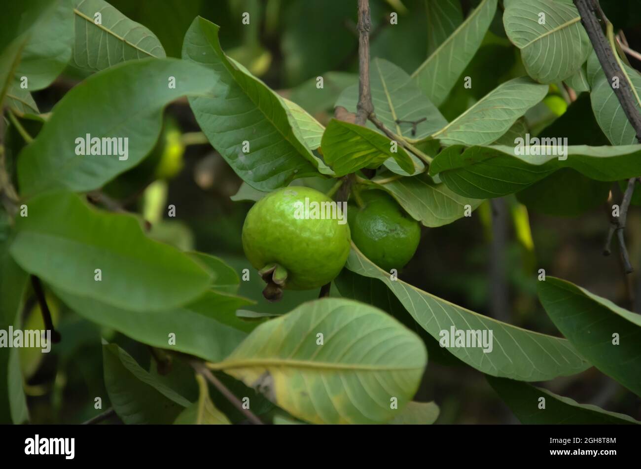 Guava tree hi-res stock photography and images - Alamy