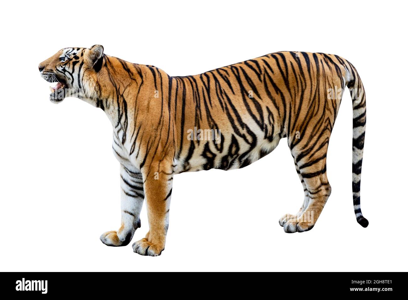 tiger White background Isolate full body Stock Photo - Alamy