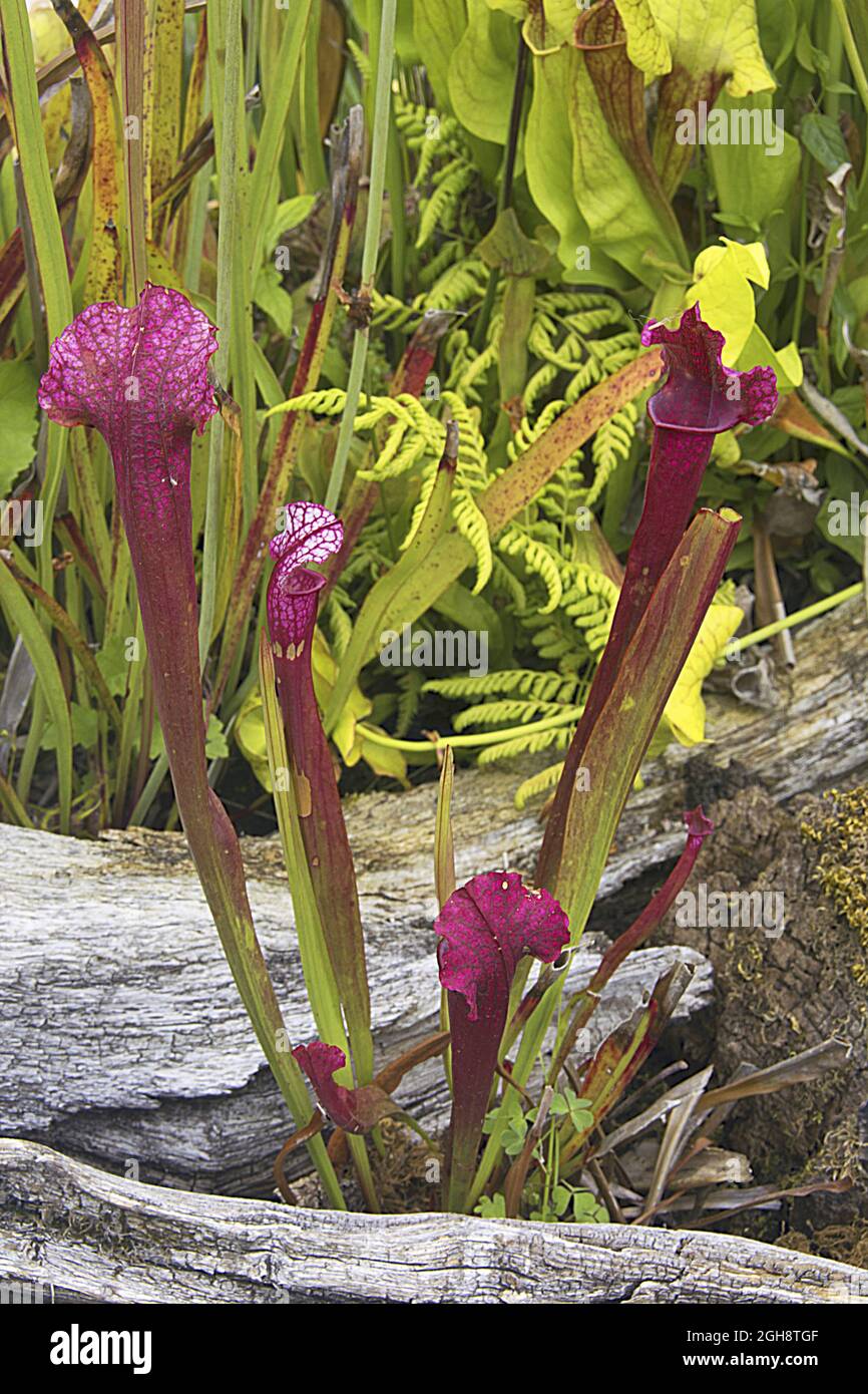 Sarracenia flavia rubricompora hi-res stock photography and images - Alamy