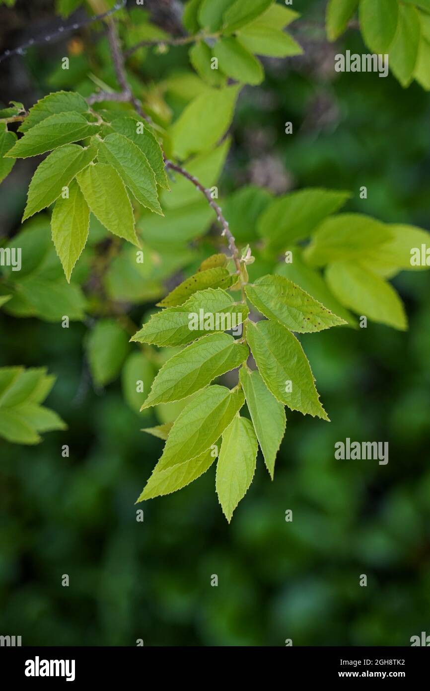 Types of leaves/plants Stock Photo - Alamy