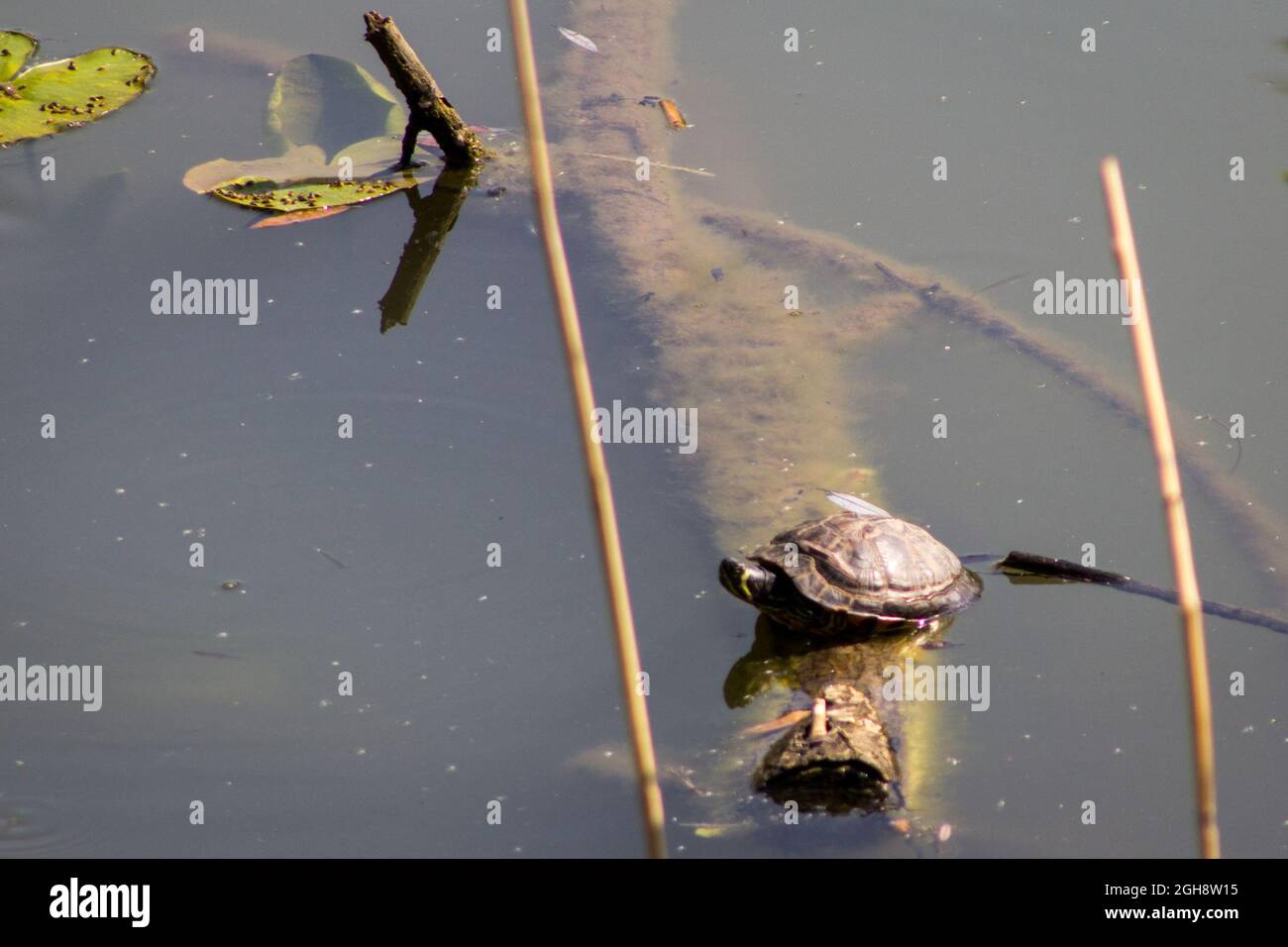 Turtle on a log in the water Stock Photo - Alamy